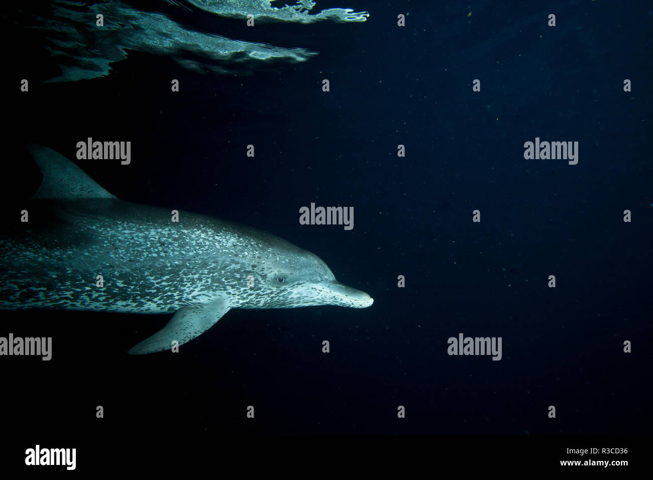 At dolphins night hi-res stock photography and images - Alamy