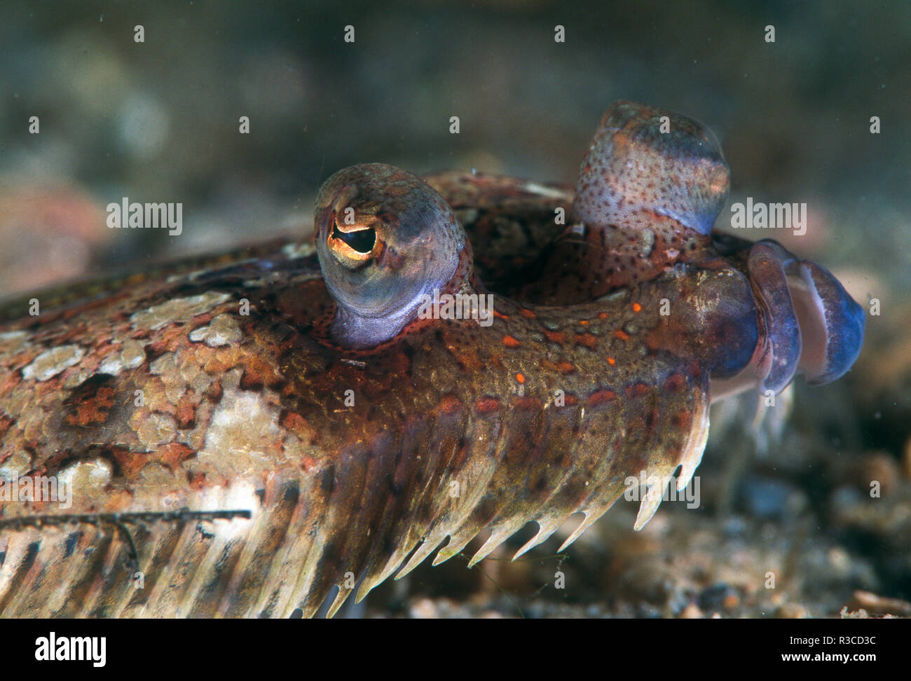 Peacock Flounder (Bothus lunatus) Florida Intercostal Stock Photo - Alamy