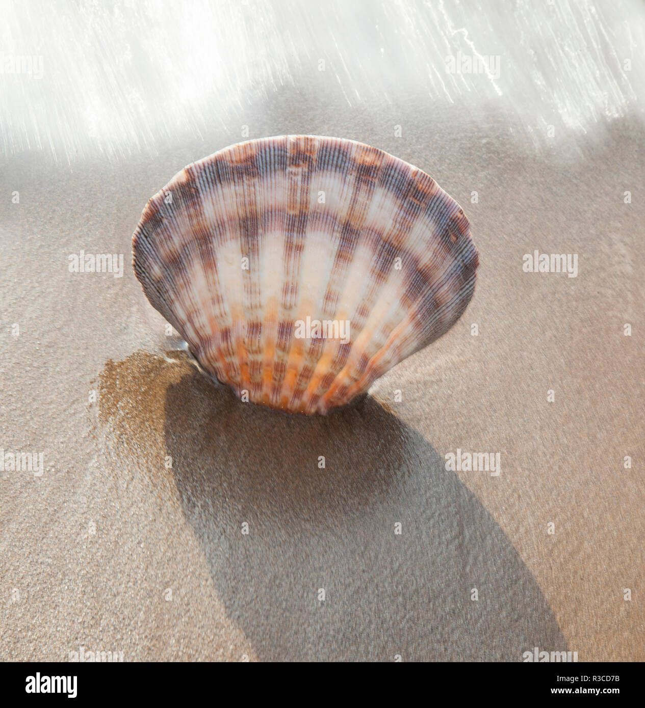 Scallop seashell in surf Maui, Hawaii Stock Photo - Alamy