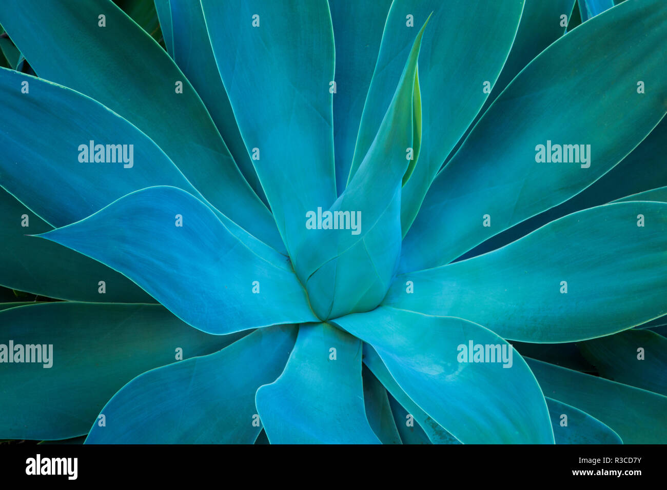 Blue of agave hi-res stock photography and images - Alamy