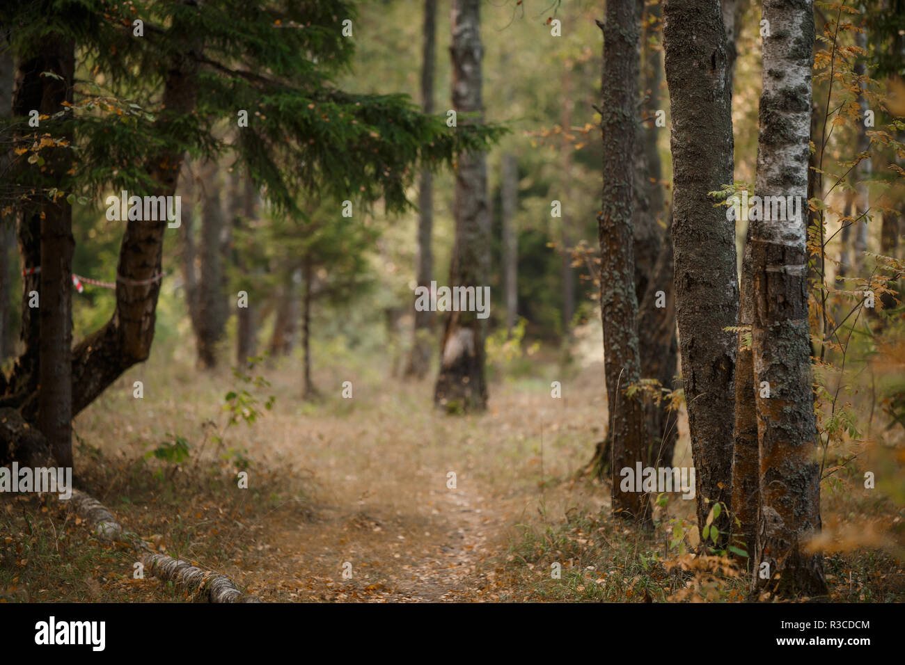 Photos of trees in forest at afternoon Stock Photo - Alamy