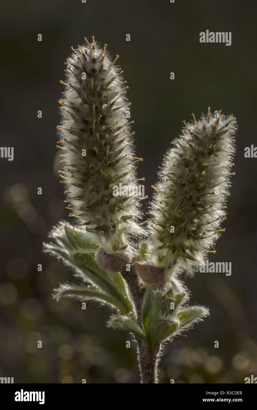Woolly willow, Salix lanata with female catkins, arctic Sweden Stock ...