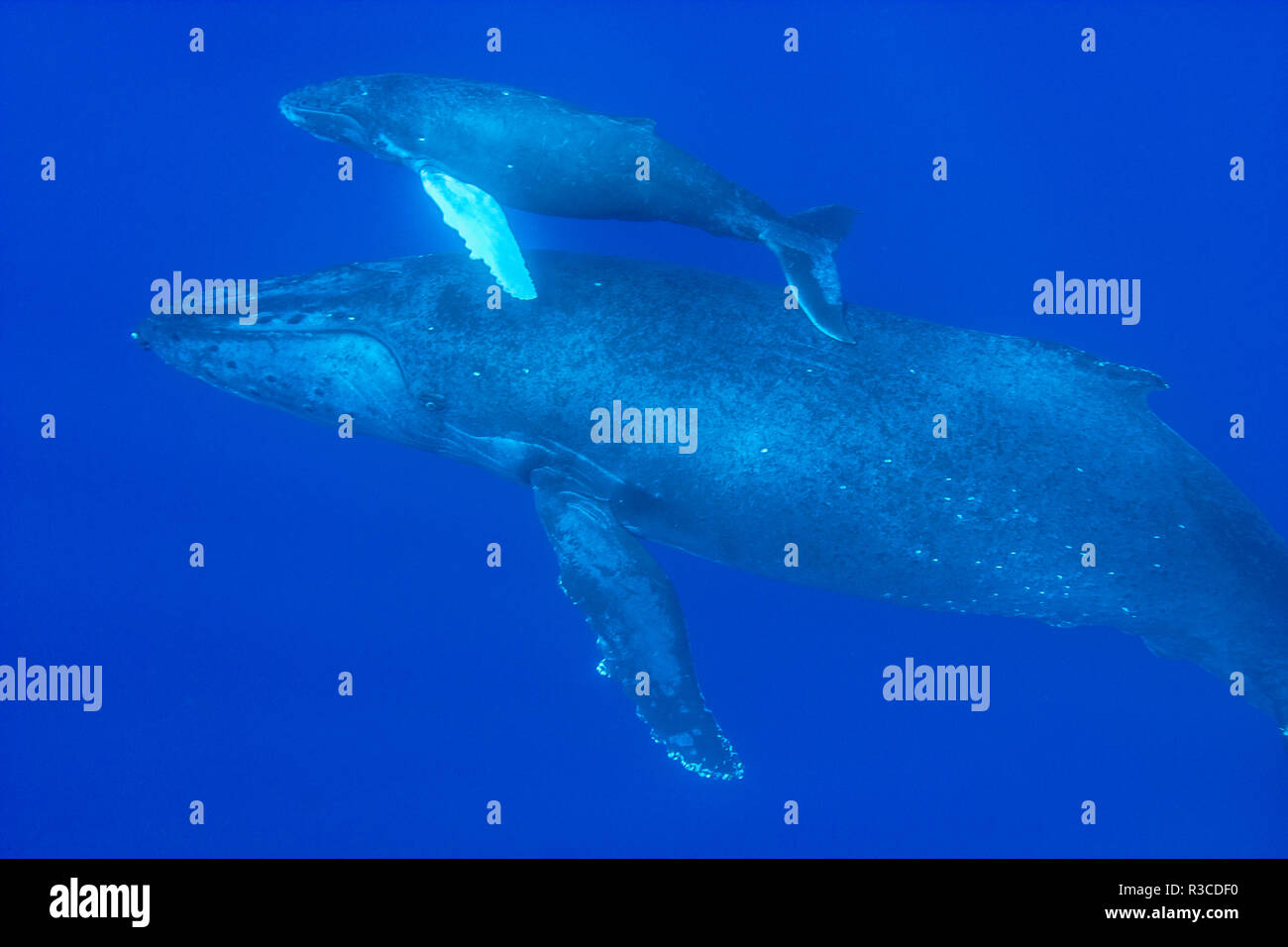Mom and baby Humpback Whales (Megaptera novaeangliae) Pacific Ocean ...