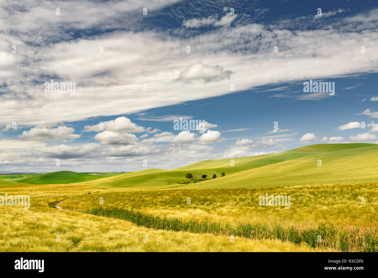Expansive rolling fields of wheat and clouds, Palouse region of western ...