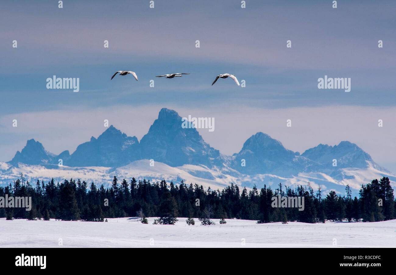 Trumpeter swans on the Harriman Ranch in Idaho with the Tetons in the ...