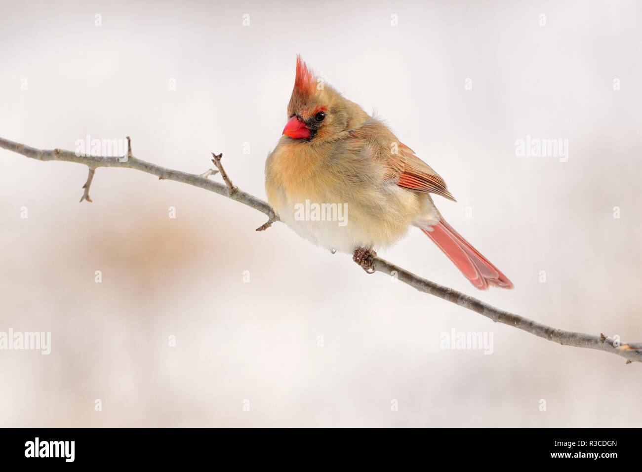 Female northern cardinal in winter, Kentucky Stock Photo - Alamy