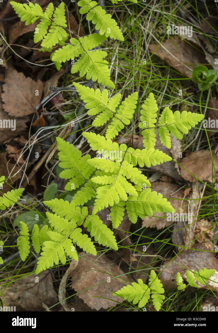 Oak fern, Gymnocarpium dryopteris fronds in woodland Stock Photo - Alamy