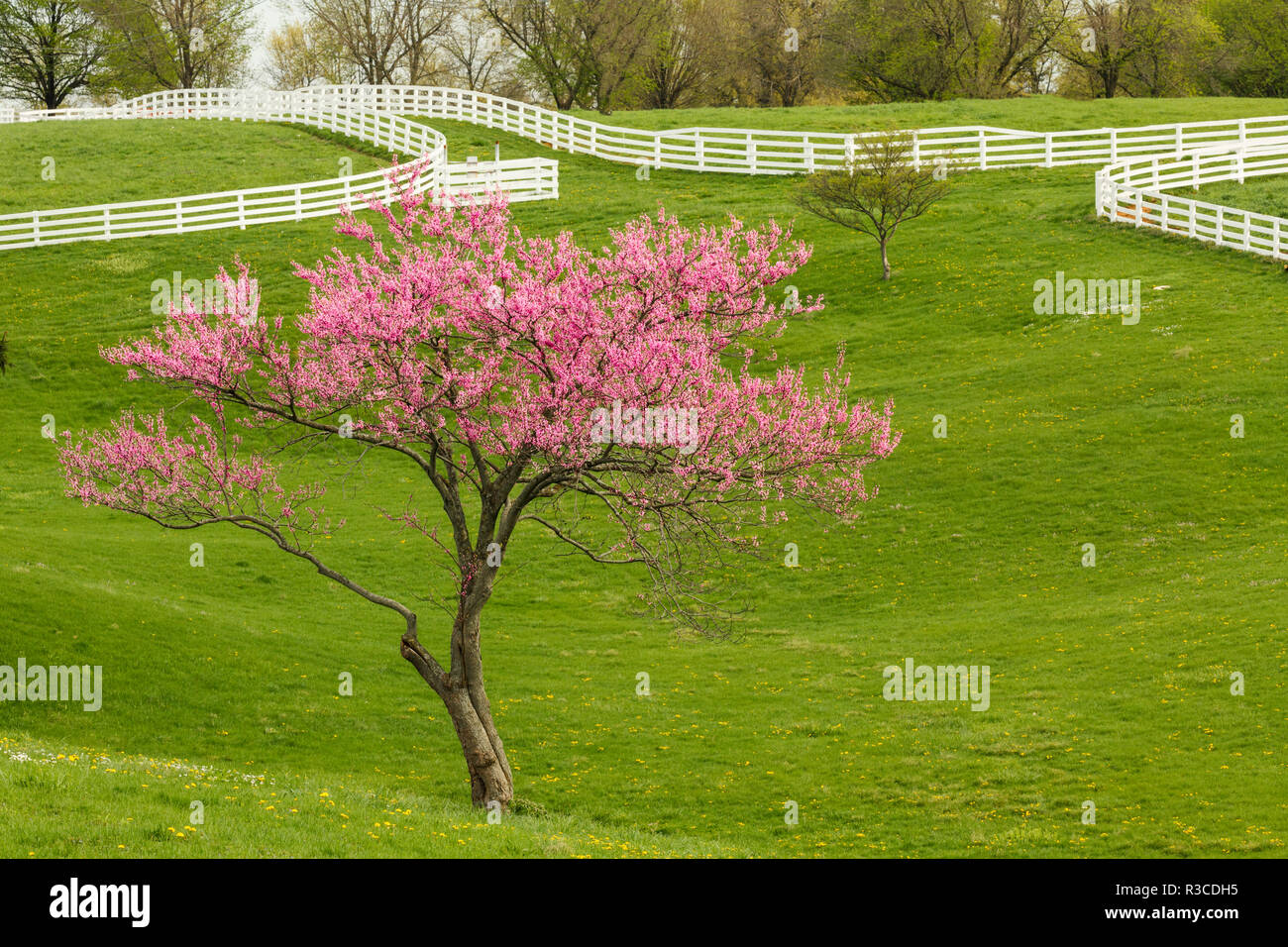 Redbud and pear tree blossoms, Calumet Horse Farm, Lexington, Kentucky ...