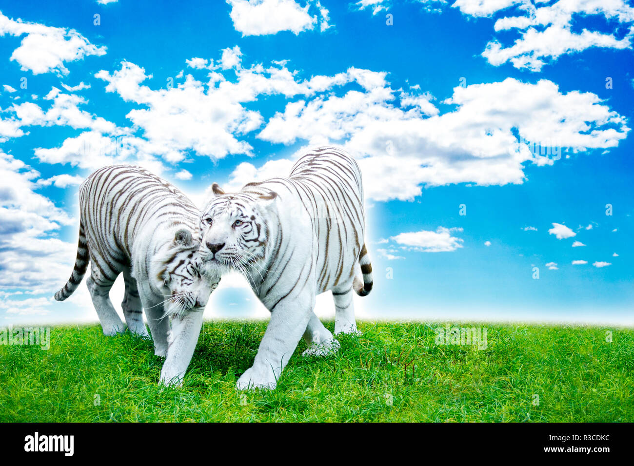 White Tiger Couple Love