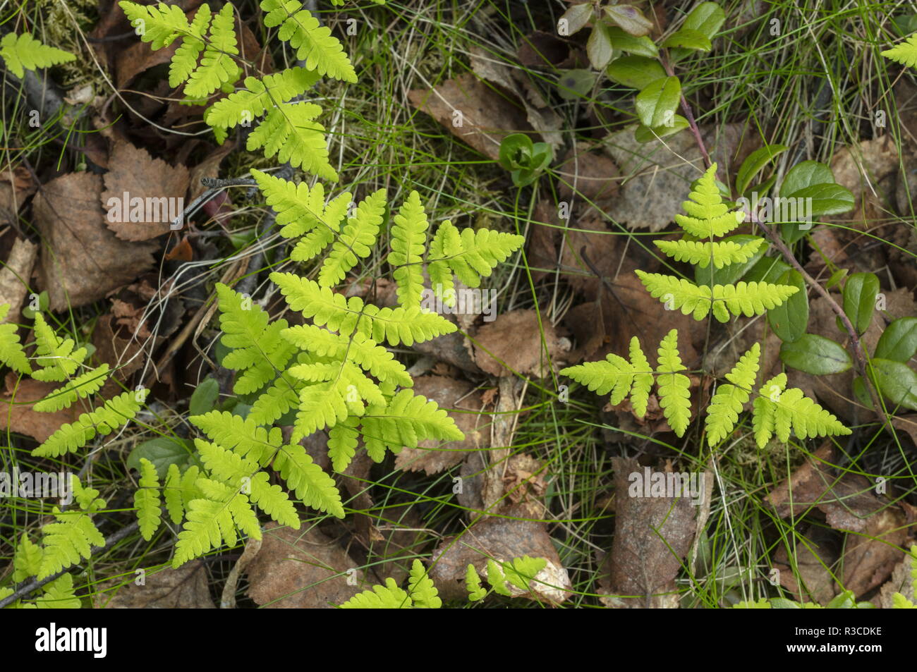 Oak fern, Gymnocarpium dryopteris fronds in woodland Stock Photo - Alamy