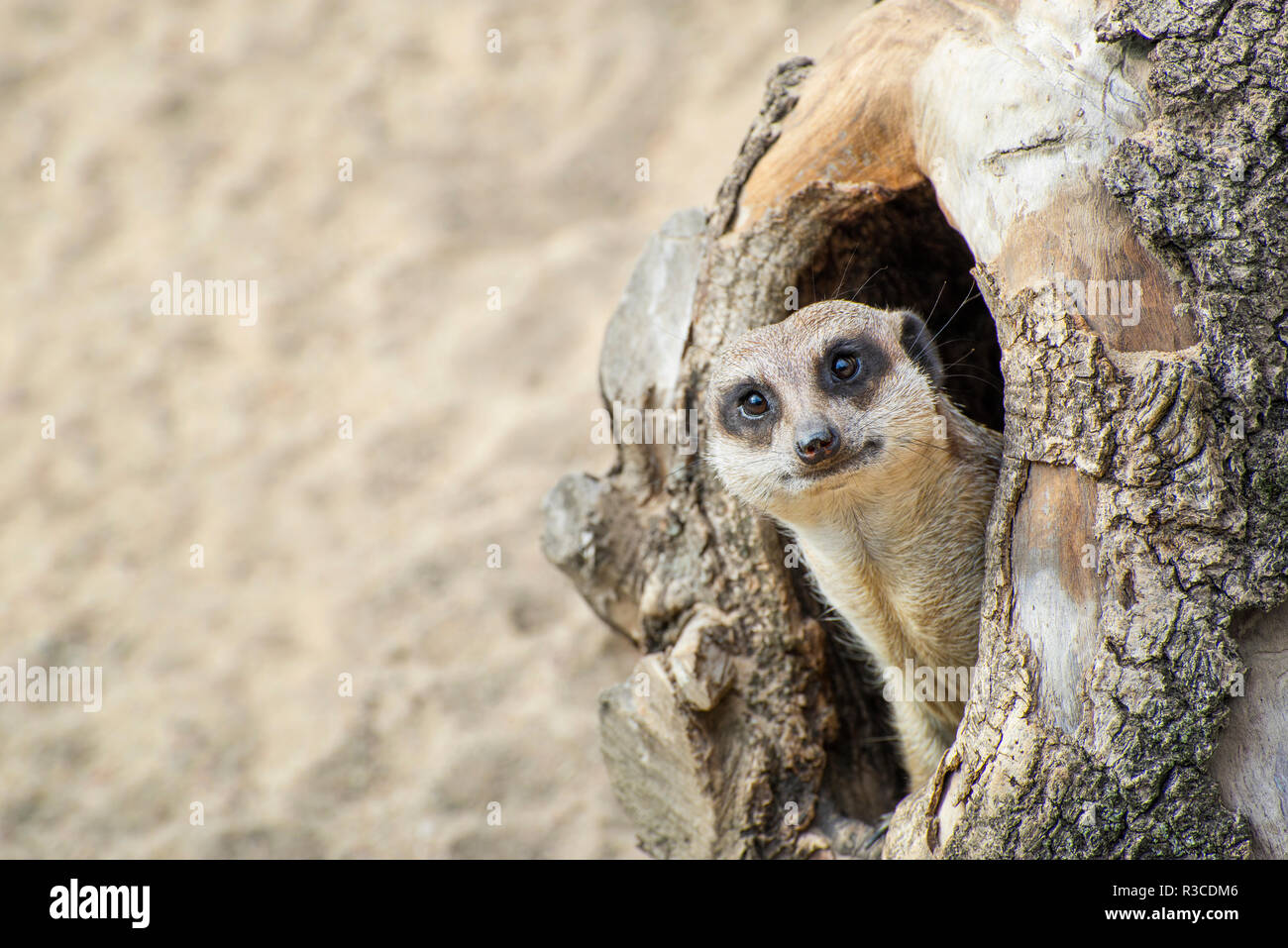 Meerkat coming out of his hole in old wood Stock Photo - Alamy