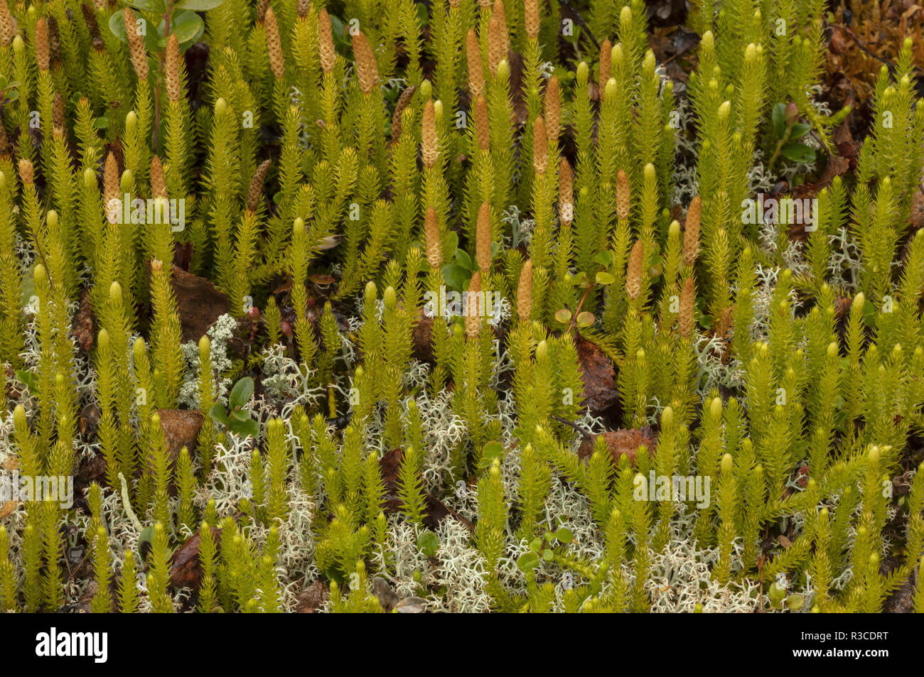 Stiff club moss hi-res stock photography and images - Alamy