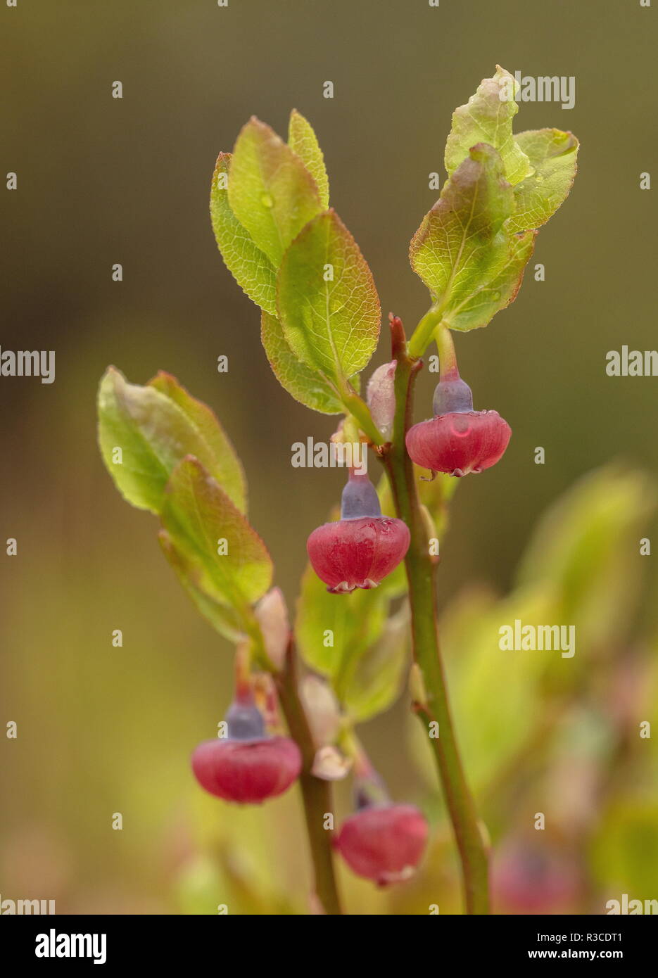 Bilberry, Vaccinium myrtillus, in flower in spring Stock Photo - Alamy