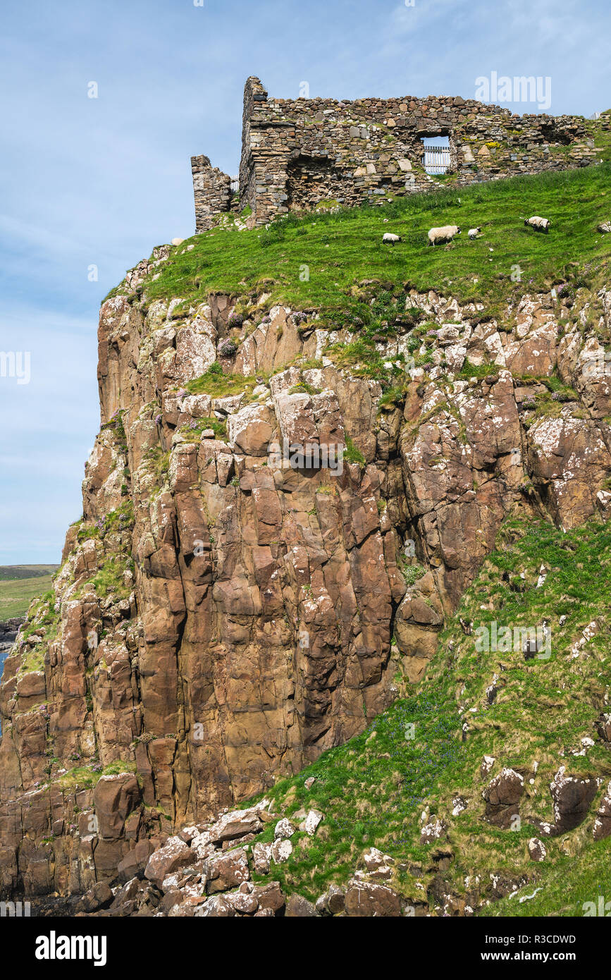 Sheep among Duntulm Castle, Scotland, UK Stock Photo - Alamy