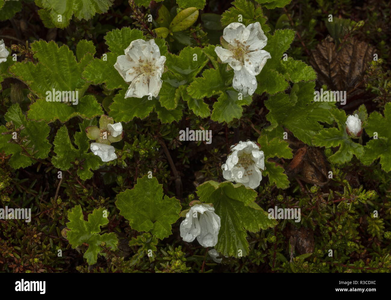 Cloudberry, Rubus chamaemorus in flower on damp peat Stock Photo - Alamy