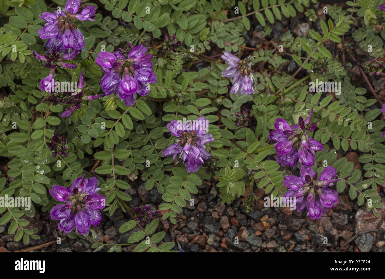 Astragalus alpinus subsp alaskanus hi-res stock photography and images ...