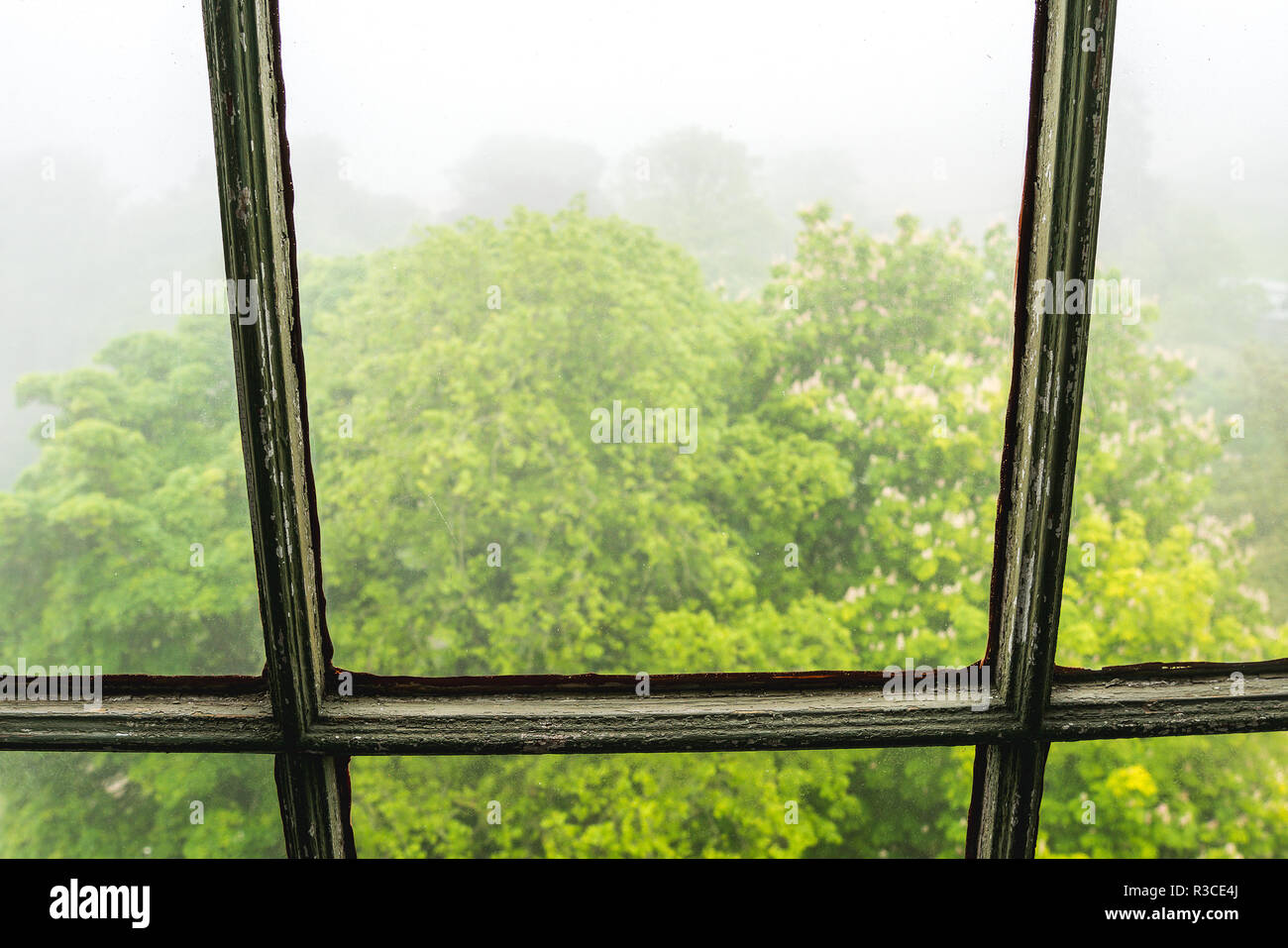View from the old window, trees and fog visible outside, gloomy scene ...