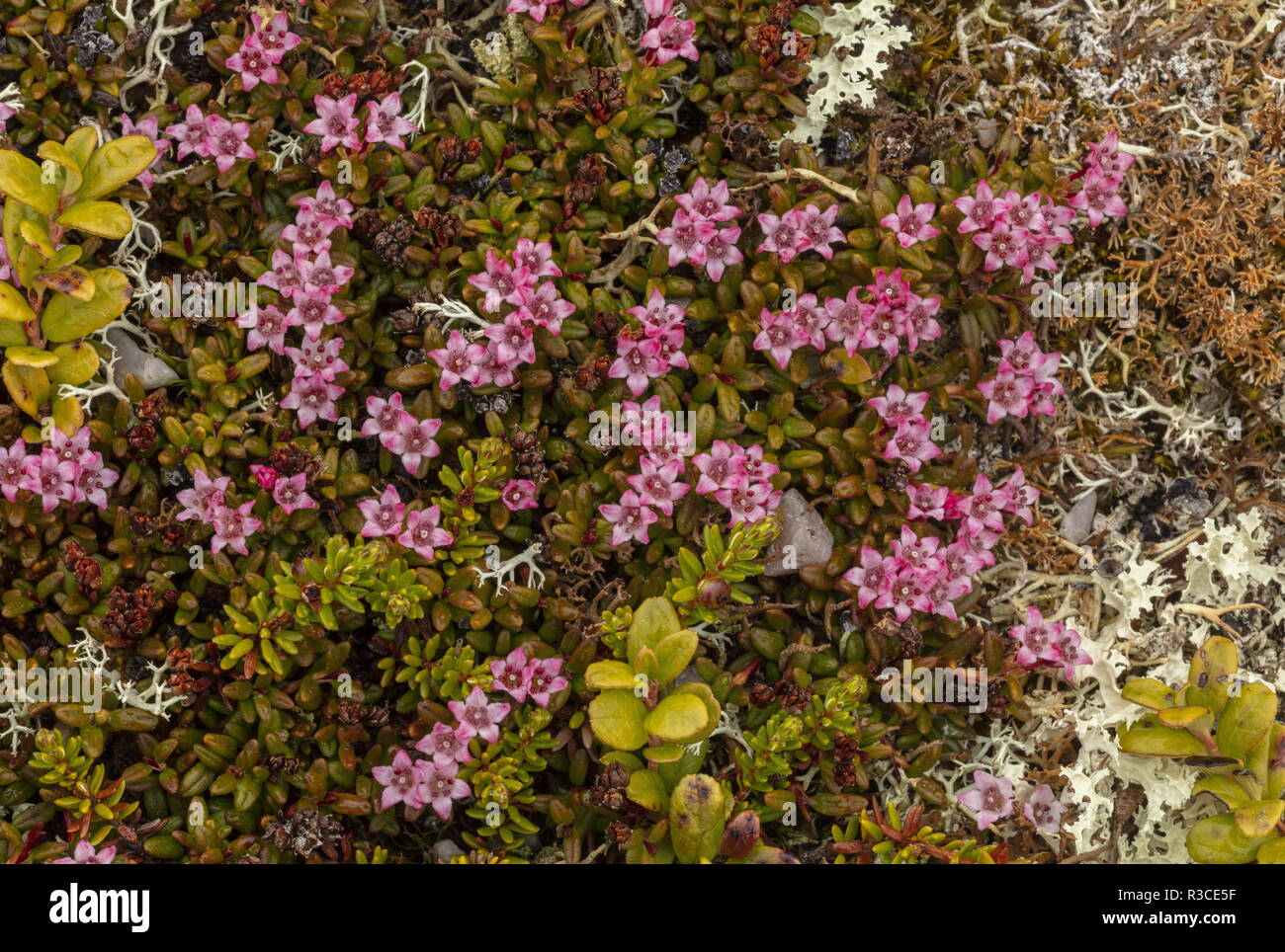 Trailing Azalea, Loiseleuria procumbens in flower in arctic tundra ...