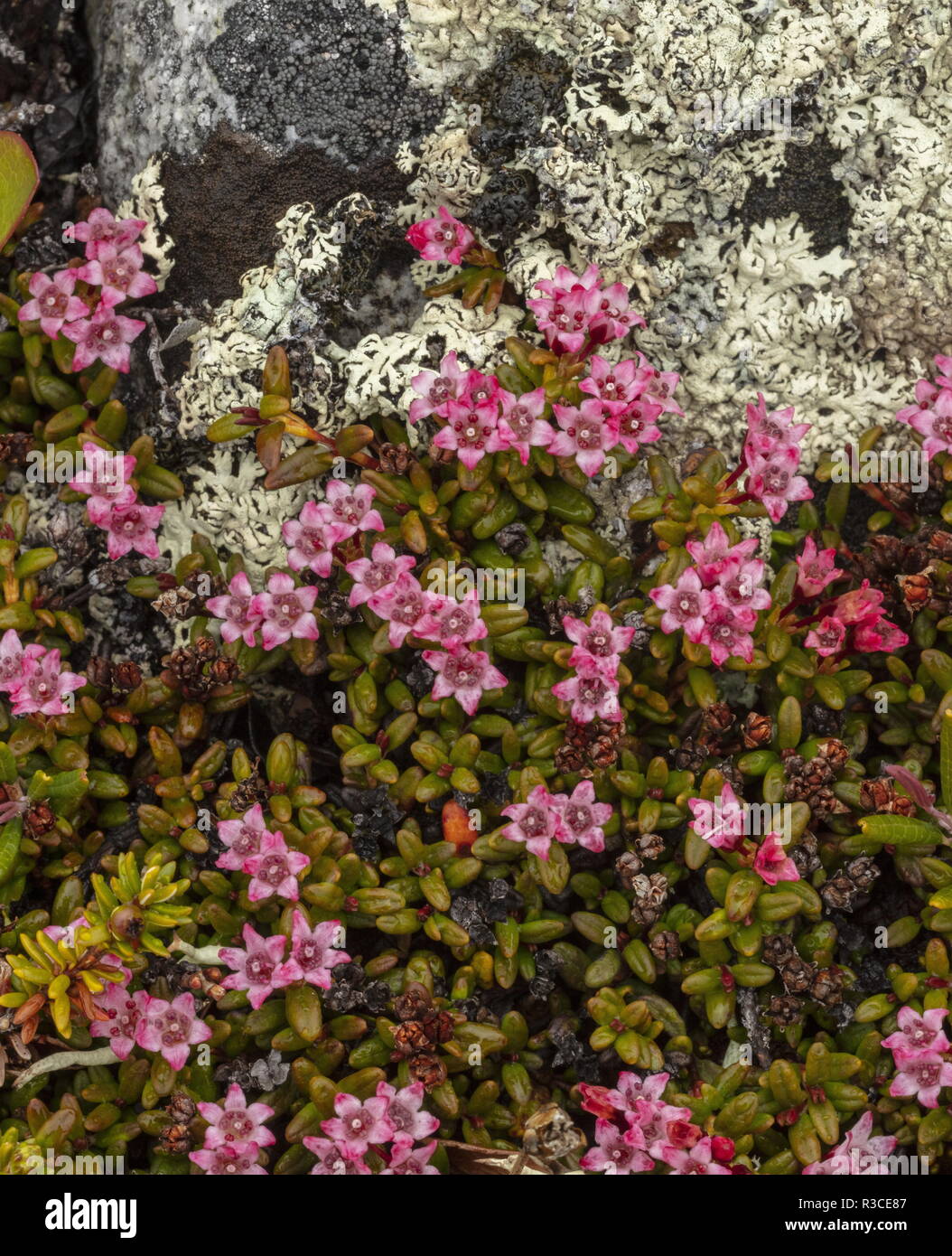 Alpine Azalea Trailing Azalea Alpine Azalea High Resolution Stock ...