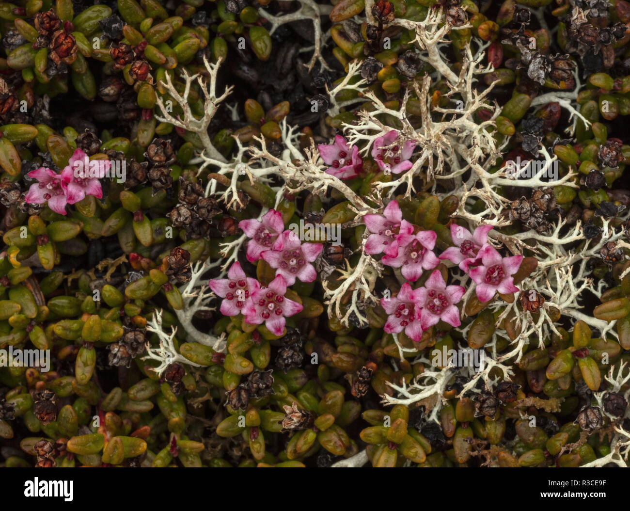 Trailing Azalea, Loiseleuria procumbens in flower amongst lichens in ...