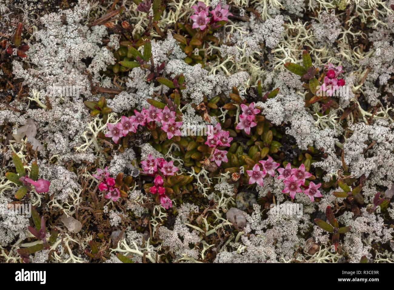 Arctic Azaleas In Tundra Salix Arctica Of Arctisch Wilg Aan Zonnig Dag