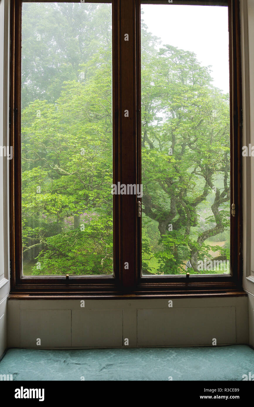 View from the old window, trees and fog visible outside, gloomy scene ...