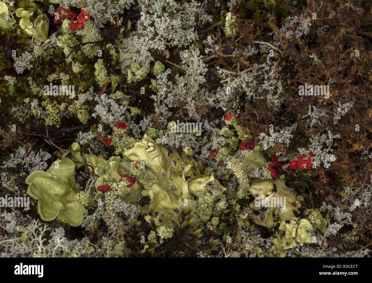 Tundra lichens: Arctic Snow Lichen, Arctic Kidney Lichen, Cladonia sp ...