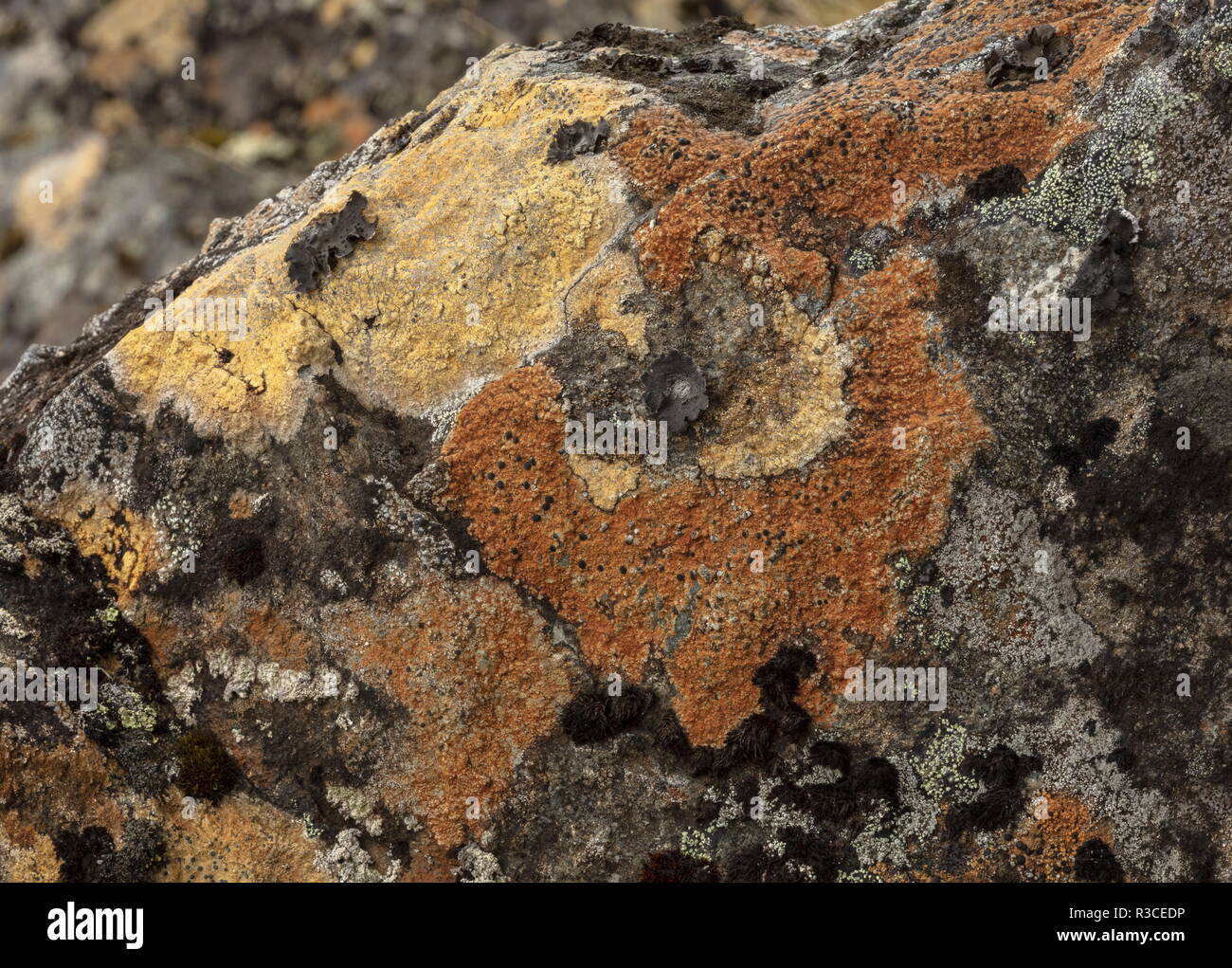 Arctic Lichens High Resolution Stock Photography and Images - Alamy