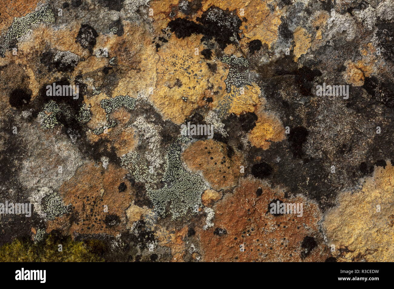 Crustose Lichens High Resolution Stock Photography and Images - Alamy