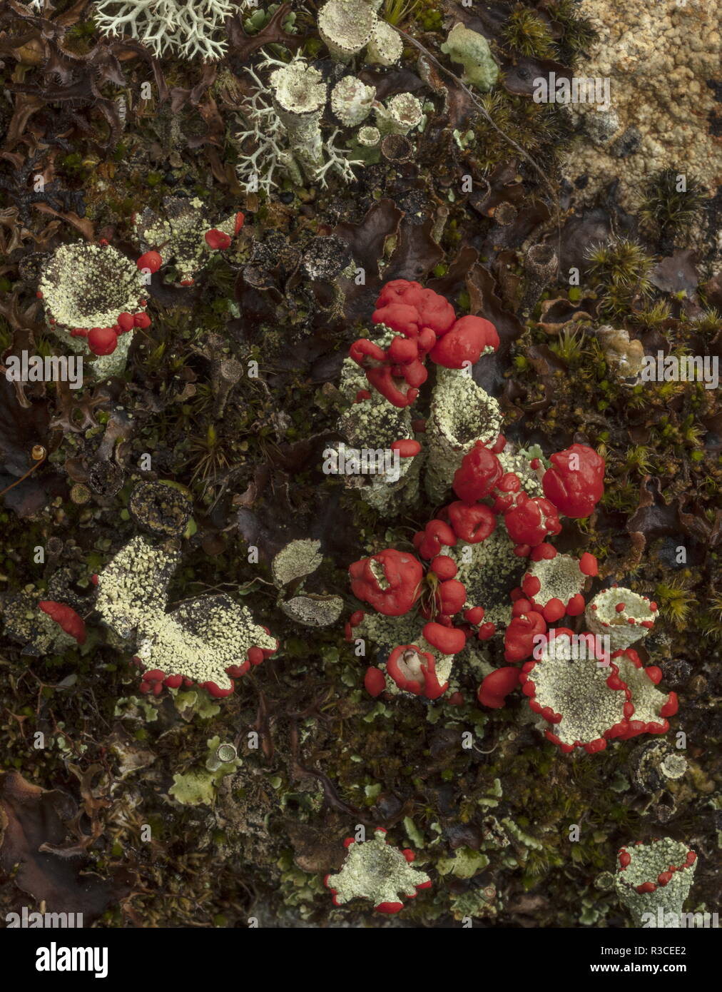 Arctic lichens, probably Cladonia coccifera. Arctic Sweden Stock Photo ...