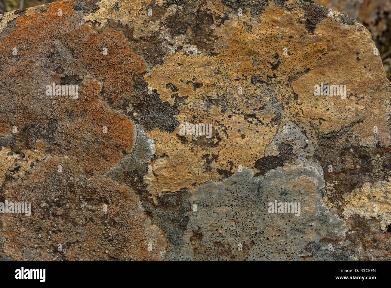 Crustose lichens on acidic rock in arctic tundra, north Sweden Stock ...