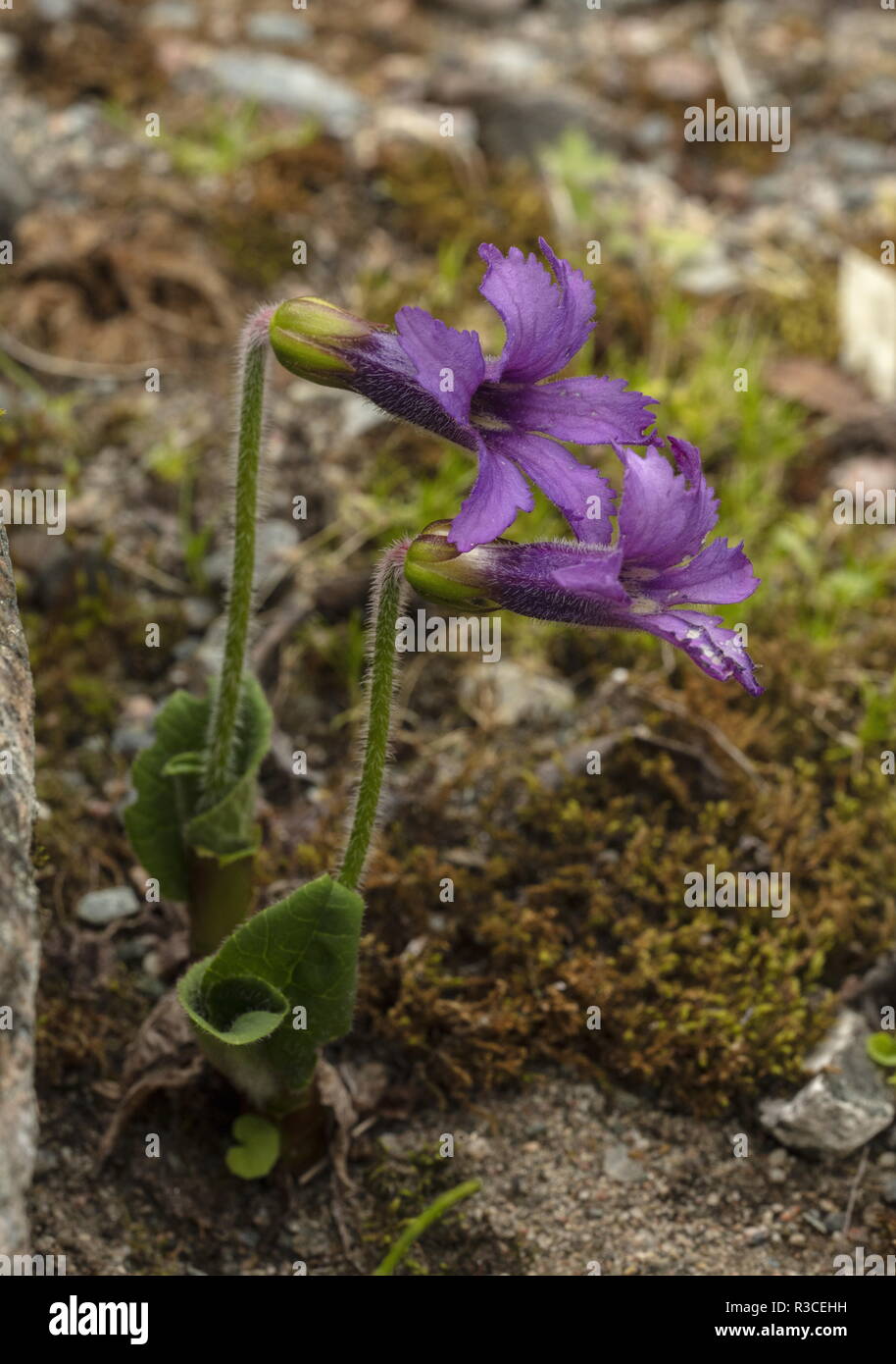 Delavayi Stock Photos & Delavayi Stock Images - Alamy