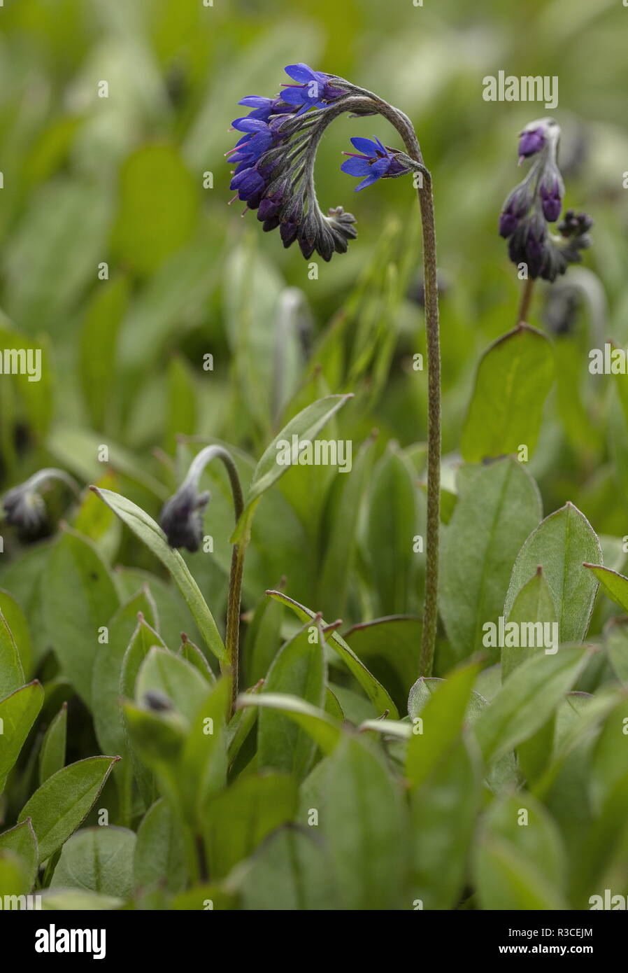 Inflorescence Flowers Examples