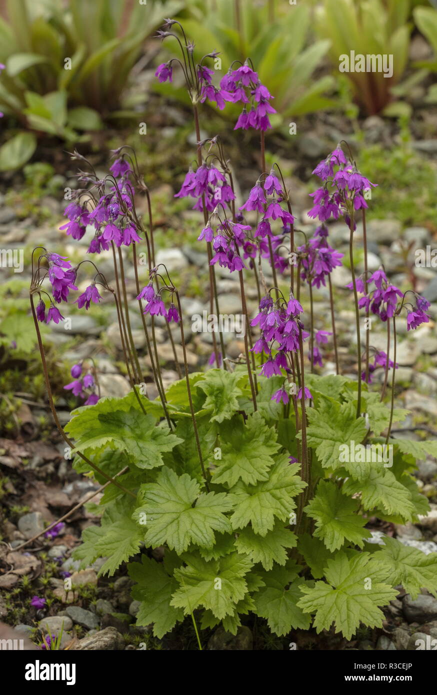Primula matthioli ssp. altaica, from Eastern Russia and Mongolia Stock ...