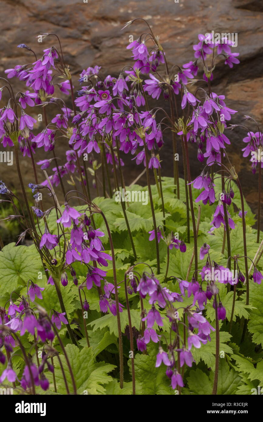 Primula matthioli ssp. altaica, from Eastern Russia and Mongolia Stock ...