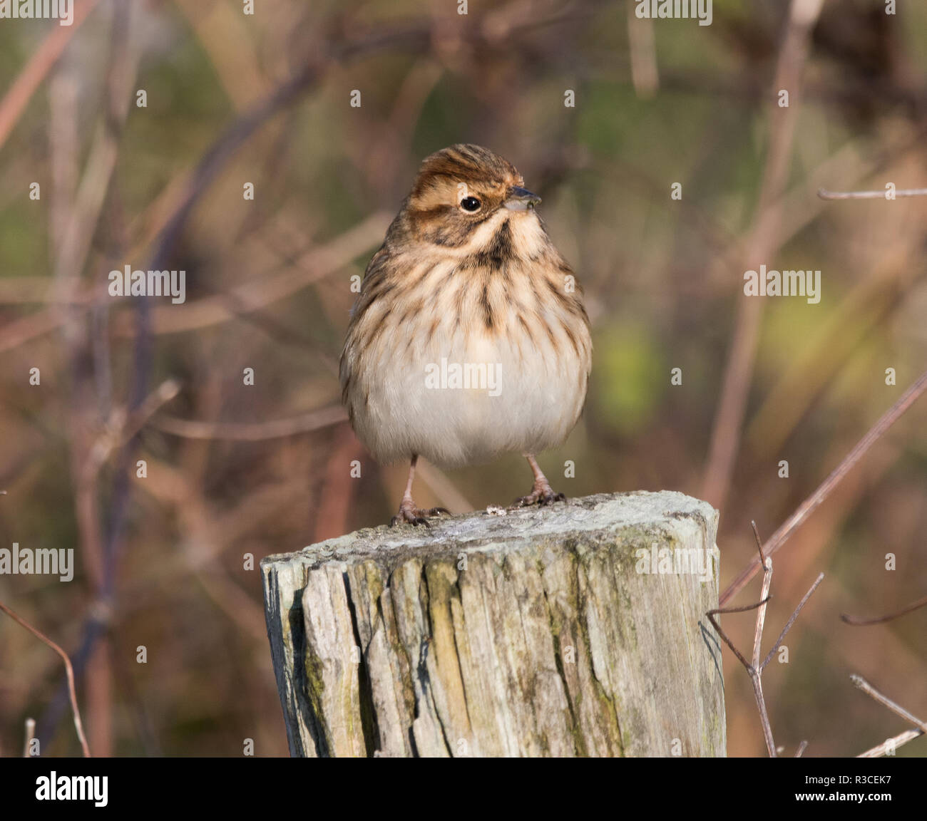 Female Reed Bunting (Emberiza schoenicius Stock Photo - Alamy