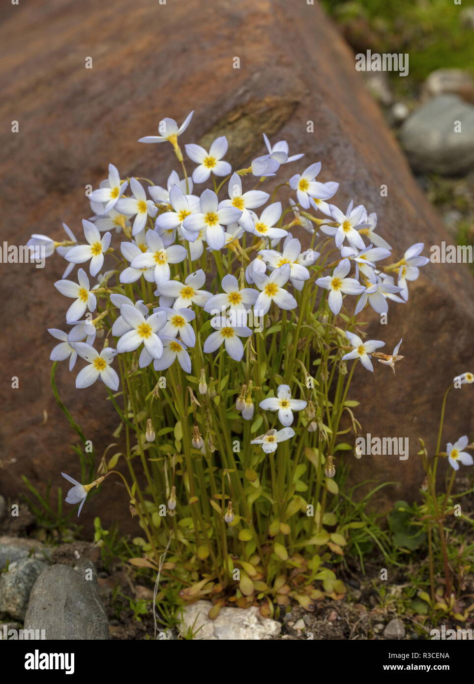 Azure bluet, Houstonia caerulea, in flower in cultivation. From NE ...