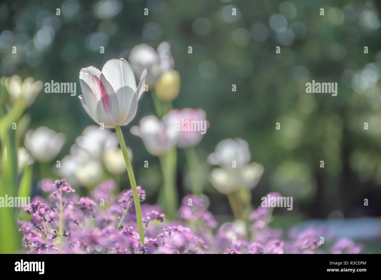 White tulip flower with pink stripe growing on flower bed in UK park ...