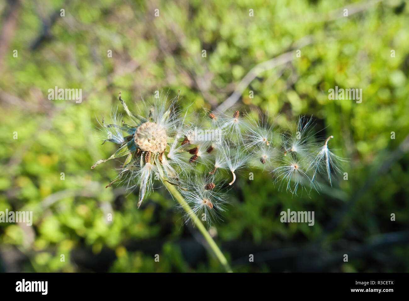 mediterranean biodiversity plants in the sunny autumn of Apulia Stock ...