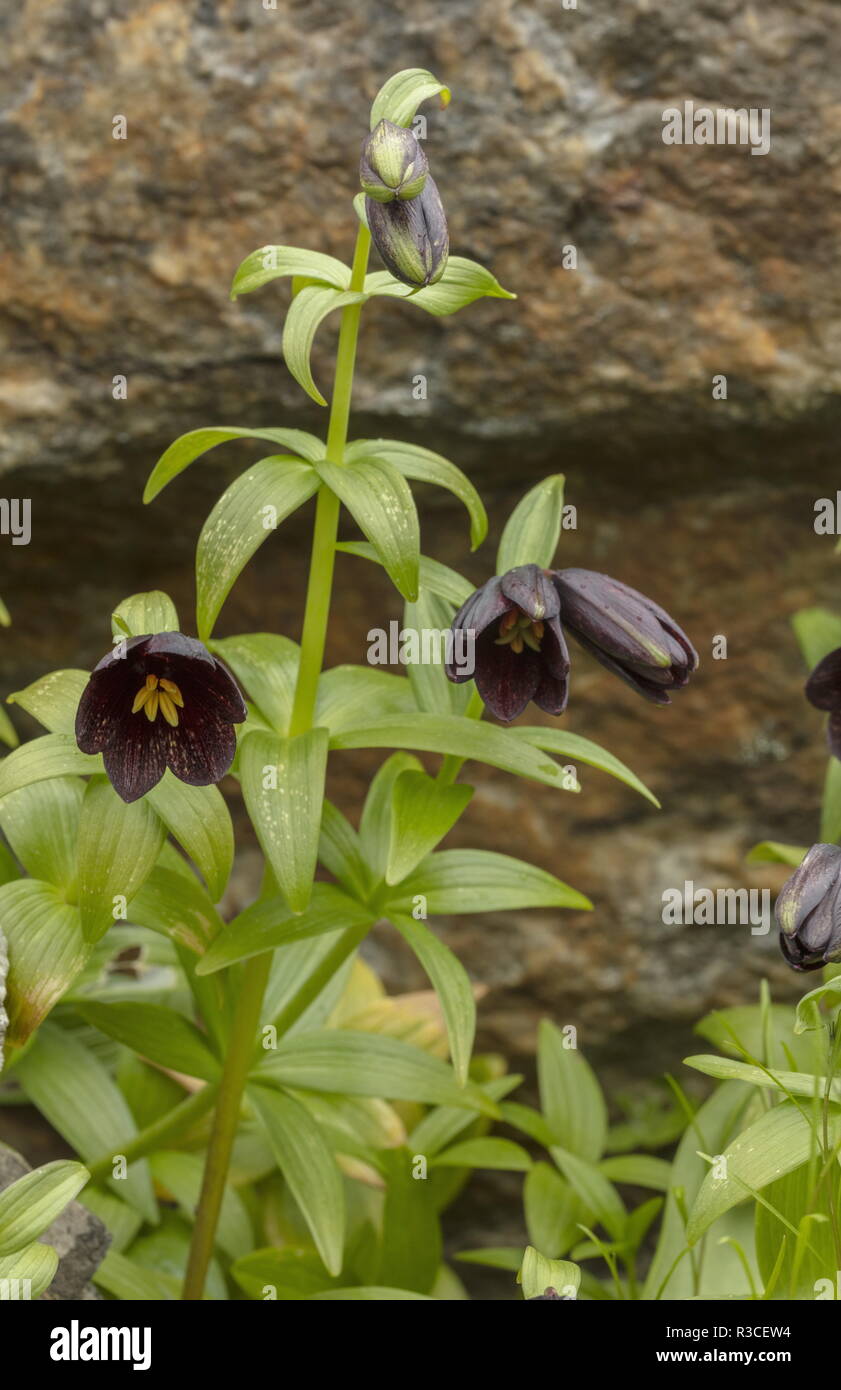 Kamchatka fritillary, Fritillaria camschatcensis, in flower Stock Photo ...