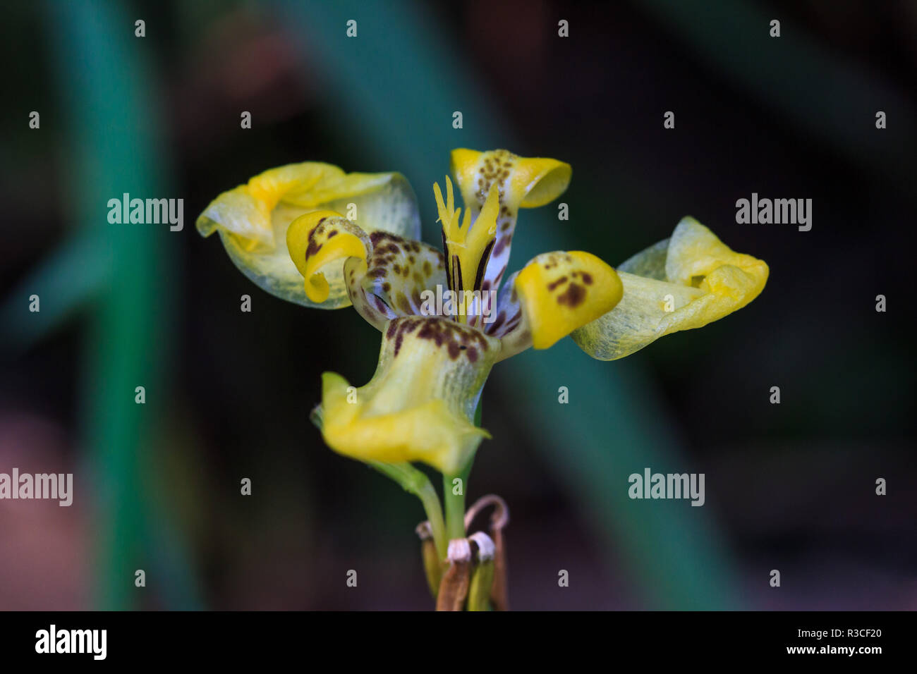 Apostle plant hi-res stock photography and images - Alamy
