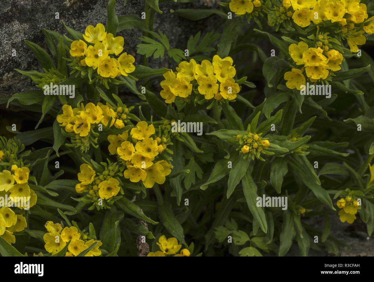 Arnebia longiflora hi-res stock photography and images - Alamy