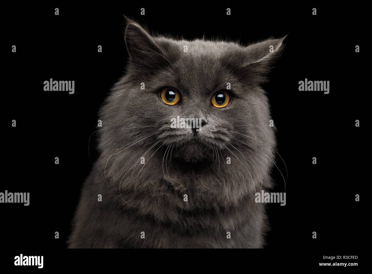 Portrait of Afraid Gray Cat with Sad eyes on Isolated Black Background ...