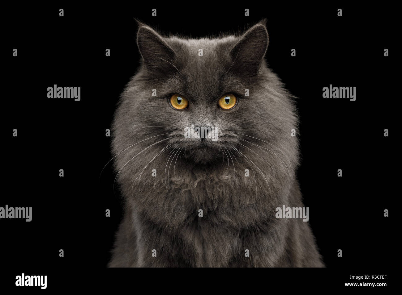 Portrait of Furry Gray Cat Gazing on Isolated Black Background, front ...