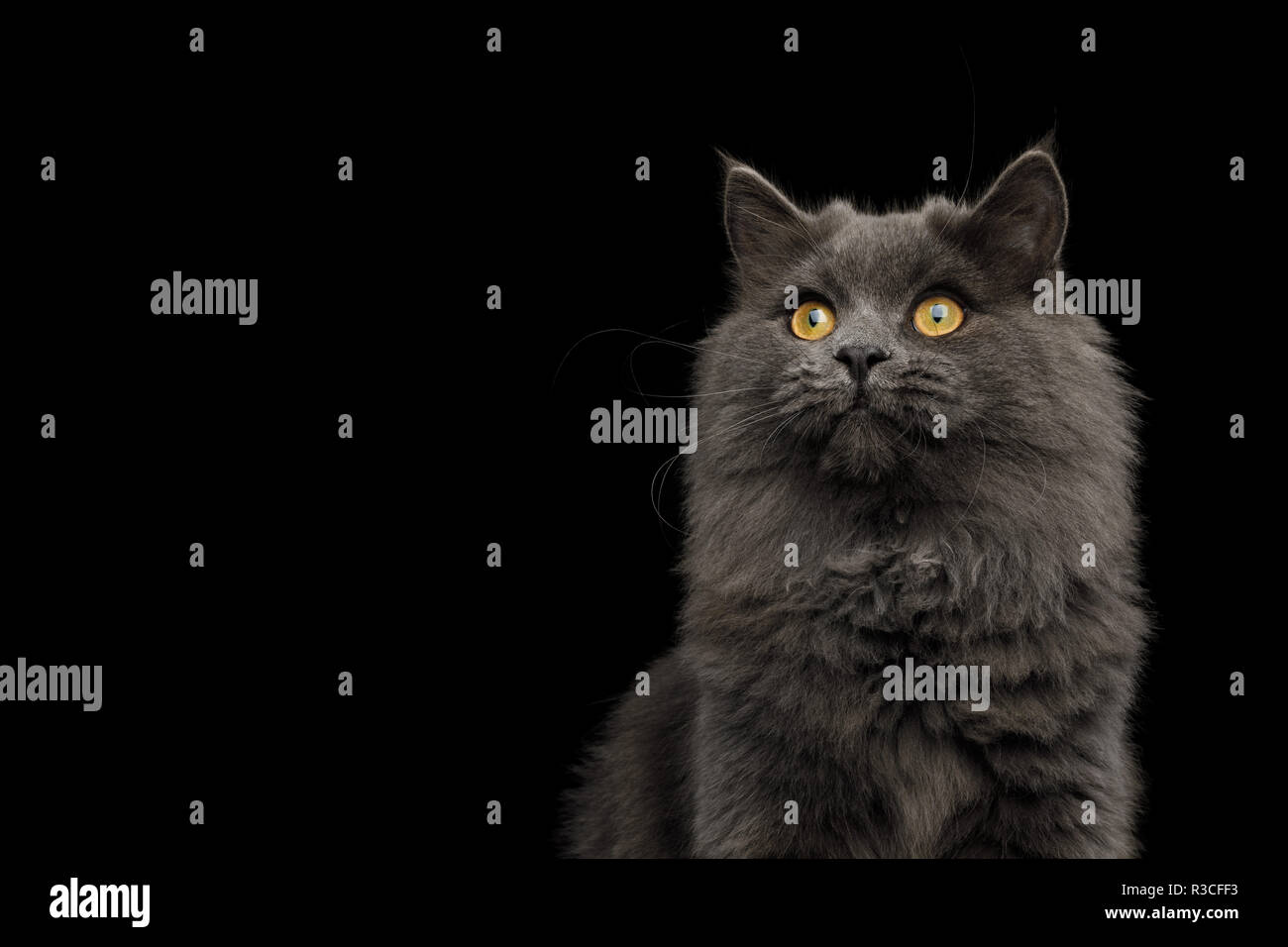 Portrait of Gray Cat Stare up on Isolated Black Background, front view ...