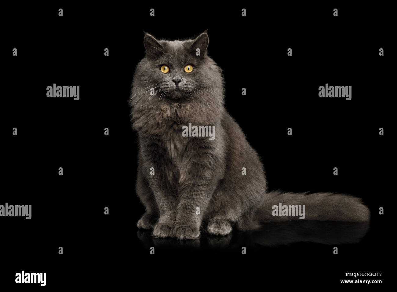 Furry Gray Cat Sitting and Looking in Camera on Isolated Black ...