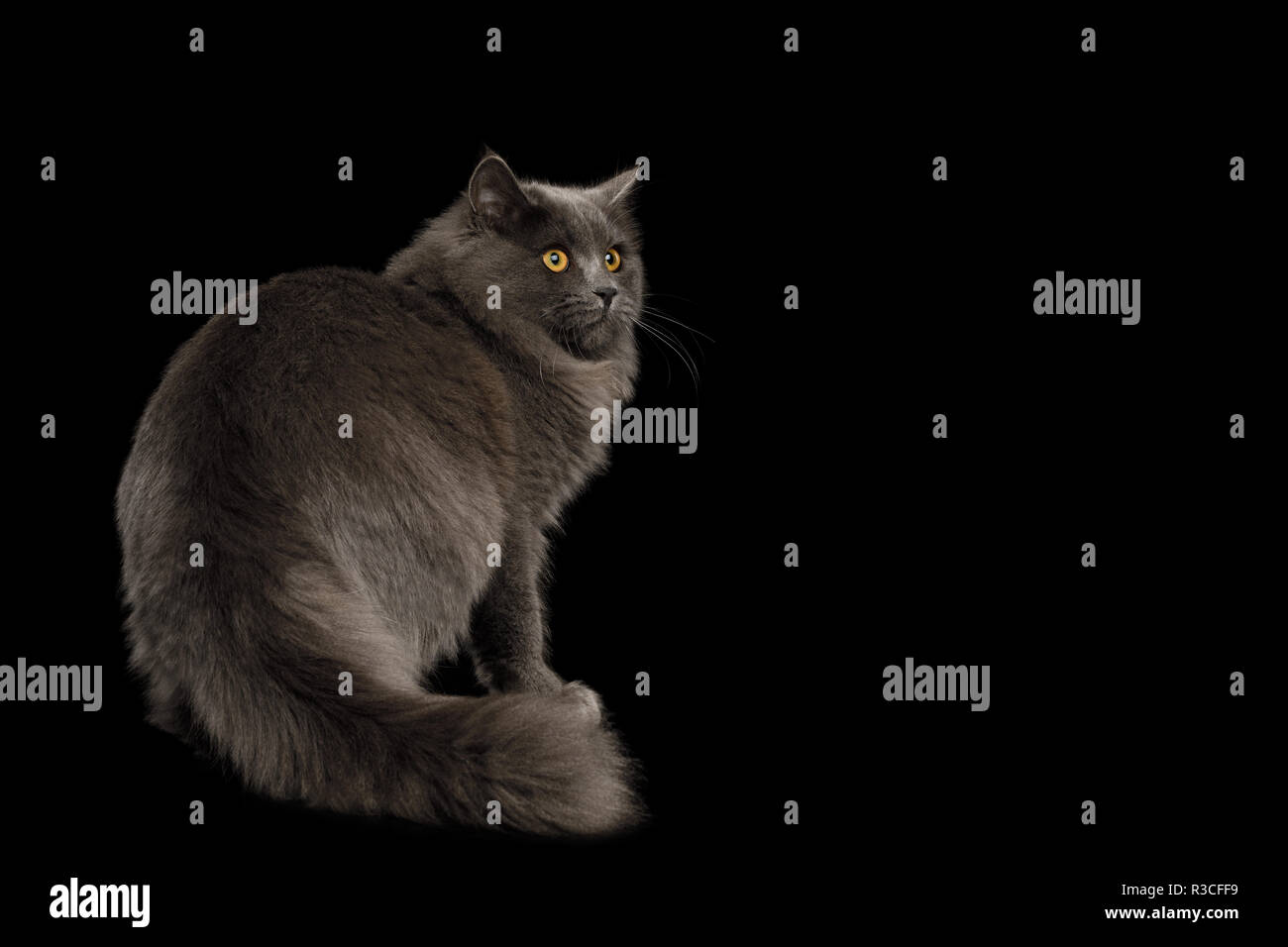 Furry Gray Cat Standing and Looking at side on Isolated Black ...