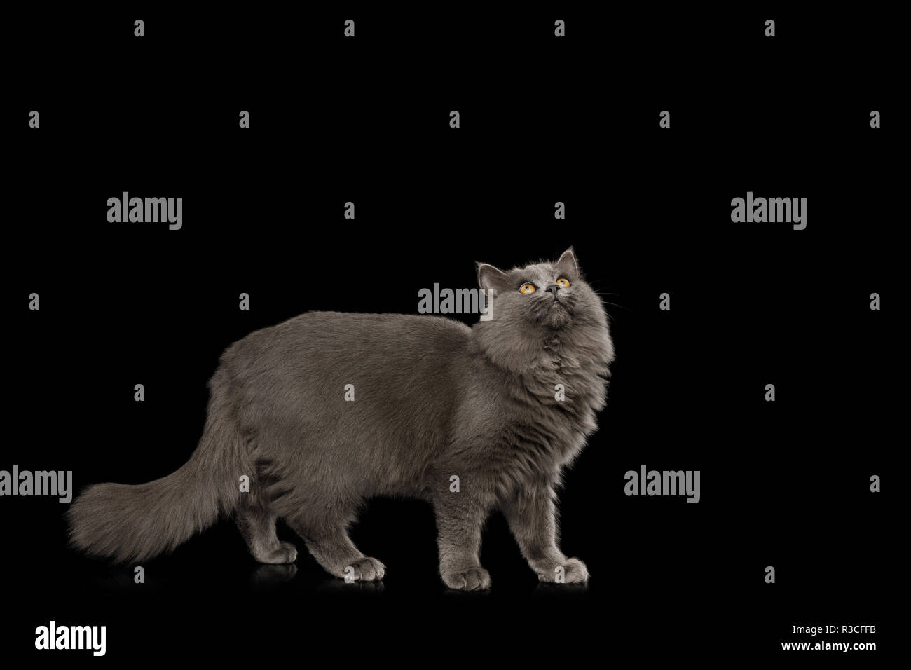 Gray Cat Standing full length and Looking up on Isolated Black ...