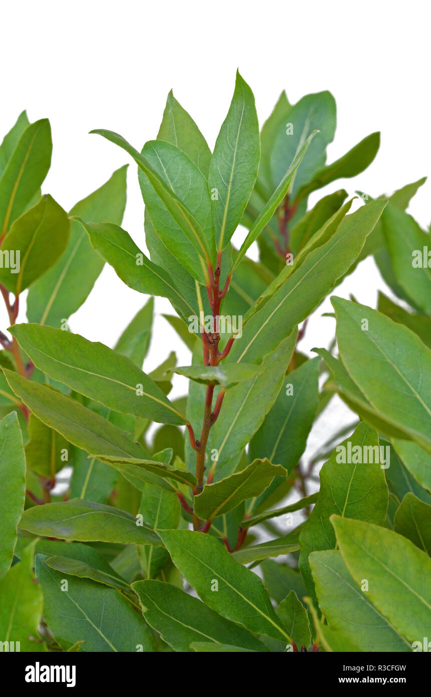 Laurel gardens hi-res stock photography and images - Alamy