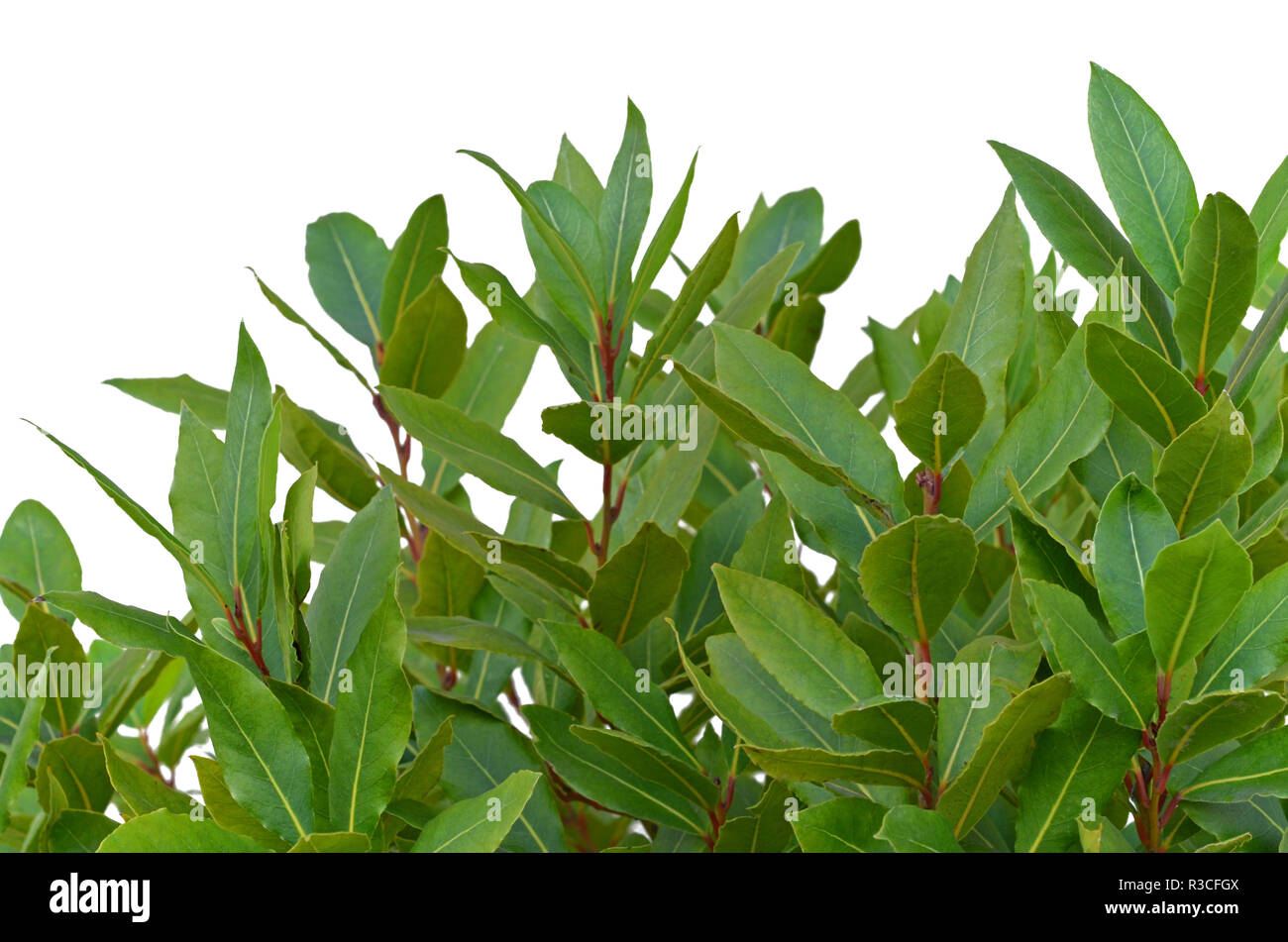 Laurel gardens hi-res stock photography and images - Alamy